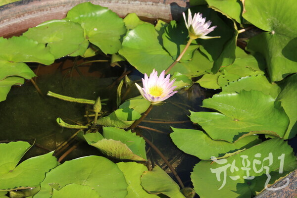 [마음에 새기면 좋은 사자성어] 수기치인(修己治人)